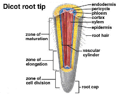 Draw A Well Labelled Diagram Of The Regions Of The Root Tip Biology Images