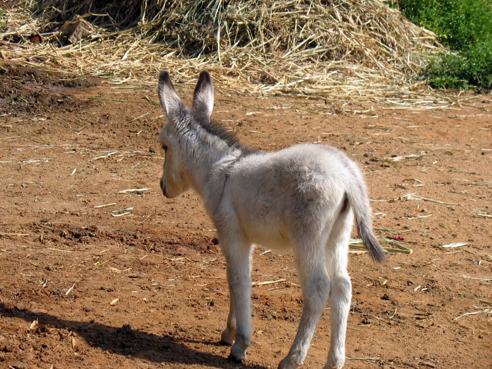 December 2012 - ARUNACHALA GRACE