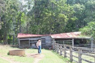 How To Raise Beef Cattle: Beef Cattle Housing - Perfect Shelter For the ...