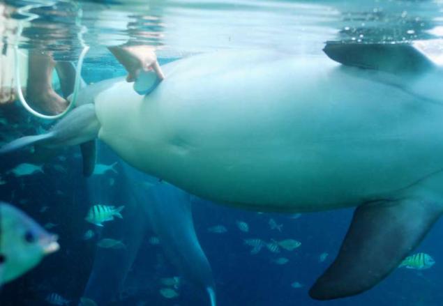 White Wolf : Keo, Mother Dolphin, Gives Birth To Female Calf At Dolphin ...