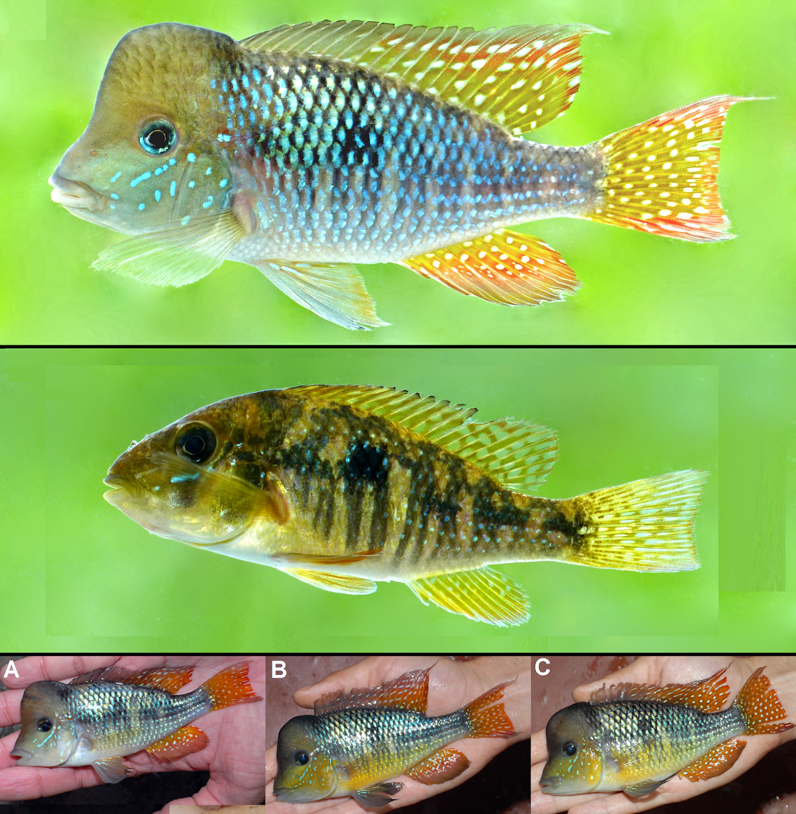 Species New to Science: [Ichthyology • 2019] Gymnogeophagus jaryi • A ...