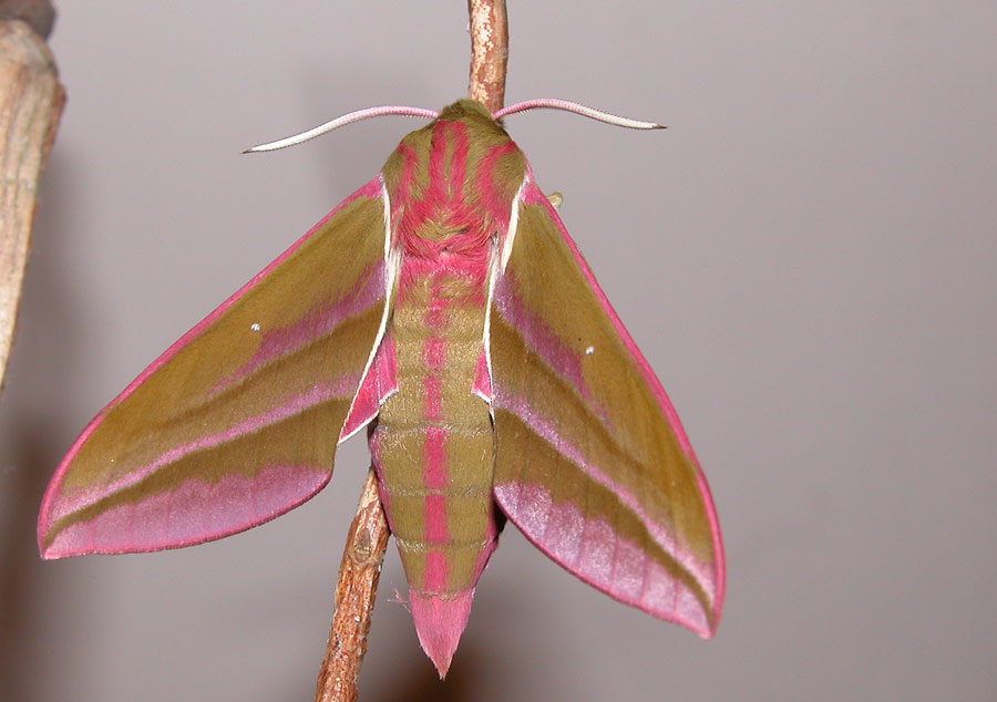 Worcestershire Wildlife Trust Volunteers: The Magic of Moths