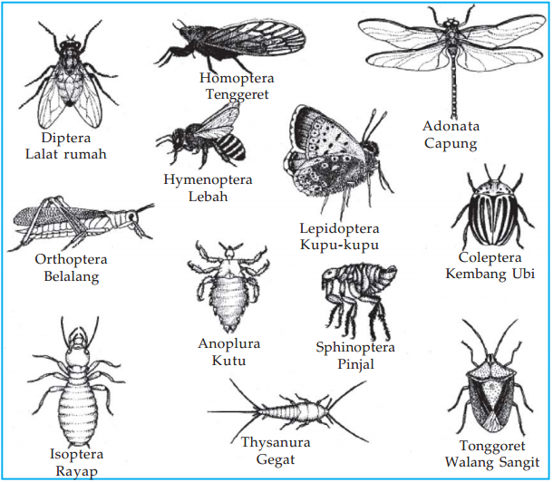 Struktur Tubuh Insekta | XCH Blog
