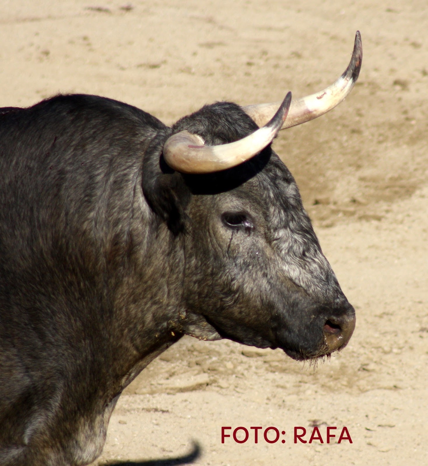 Toreo en Red Hondo: CÉRET DE TOROS, 2017 (4): ESCOLAR