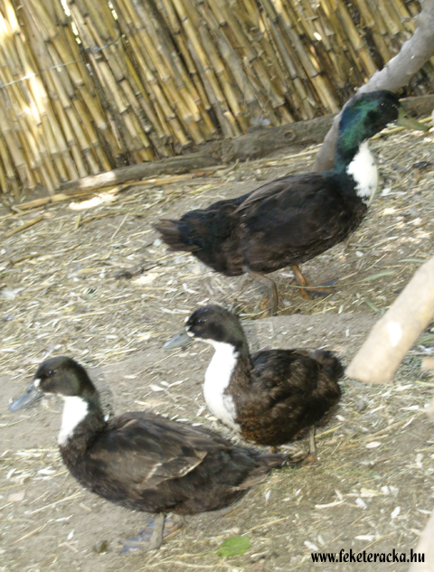 Racka Blog: Idegen magyar fekete kacsák