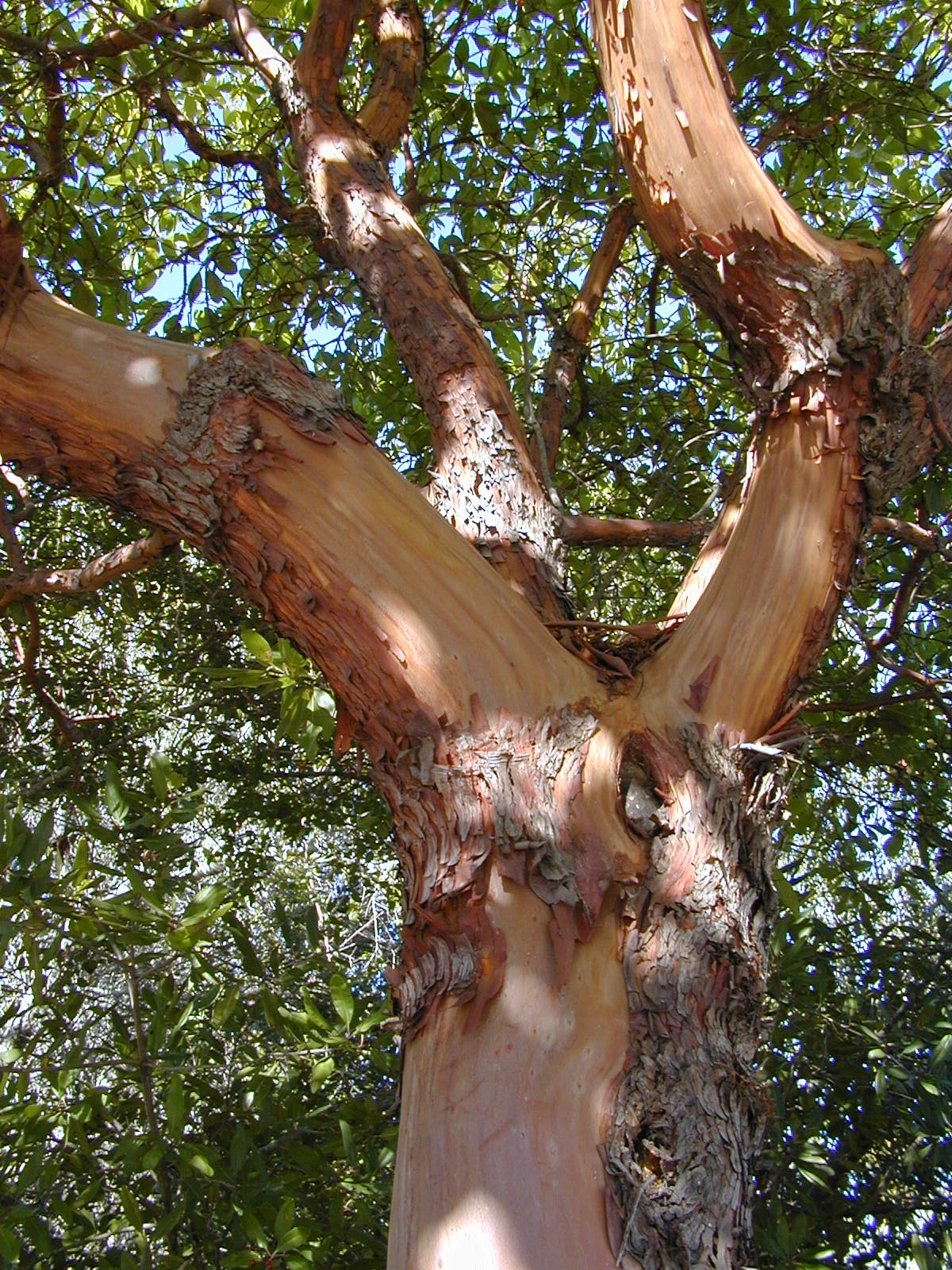 Trees of Santa Cruz County: Arbutus 'Marina' - Marina Strawberry tree