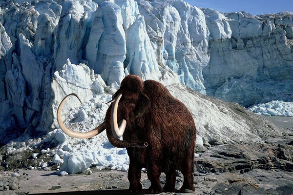 Practical Biology: science for everyone: Bringing back the Wooly Mammoth