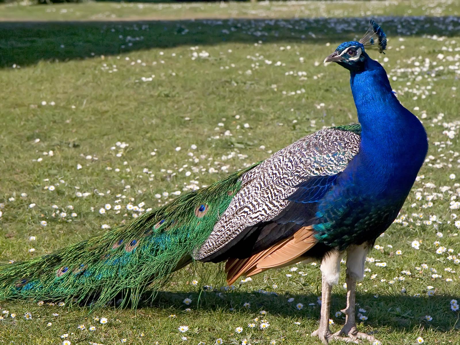 Aves de quintal: pavo cristatus tambem chamado de pavão indiano é o ...