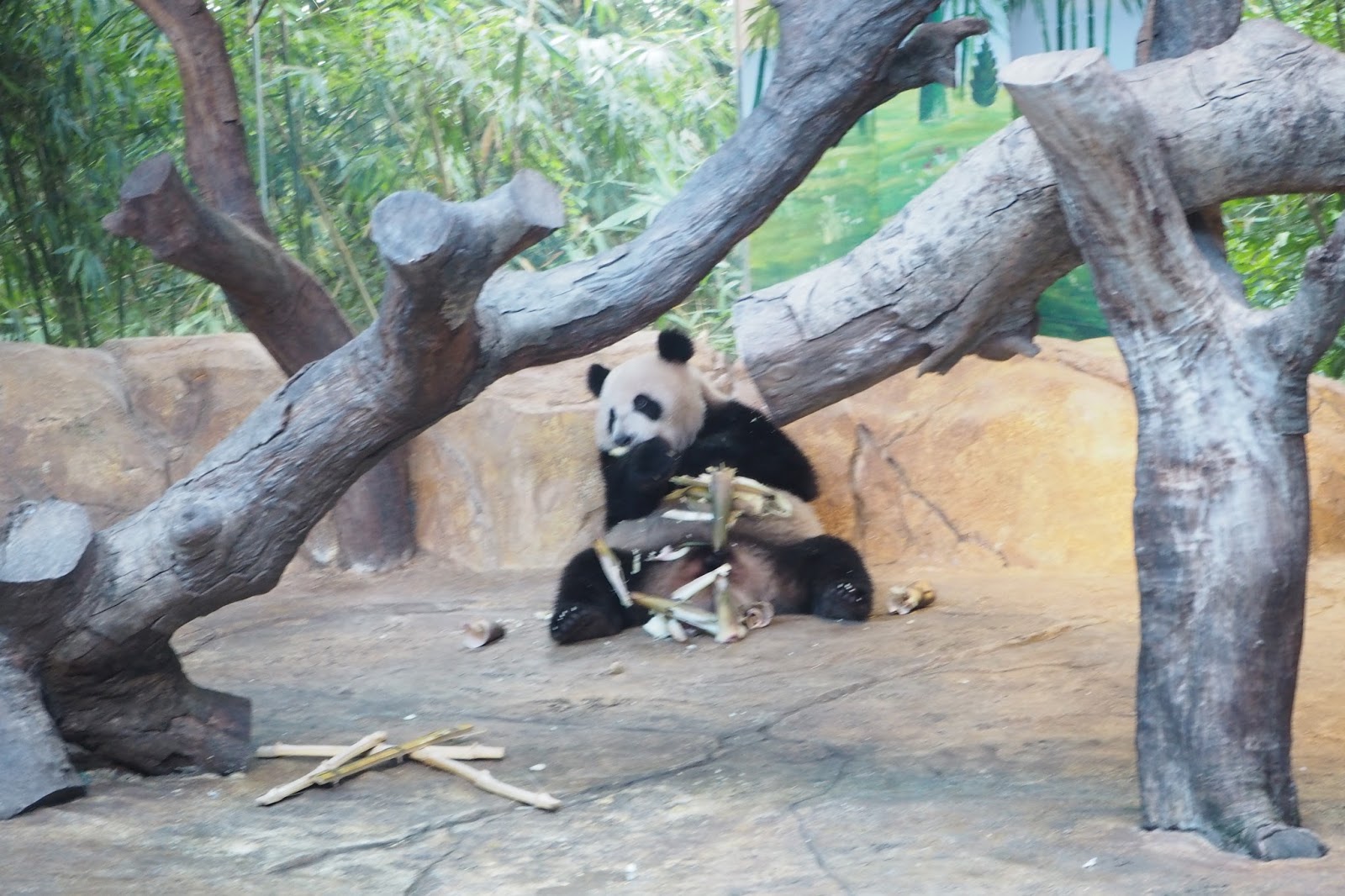 Kee Hua Chee Live!: AMBER CHIA BRINGS HER PARENTS CHIA HUN POY AND CHUA ...