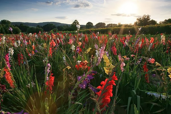 Business Ideas | Small Business Ideas: How to Starting a Gladiolus Farm ...