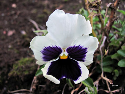 Elisaveta: KOGA CE DOJDE PROLETTA