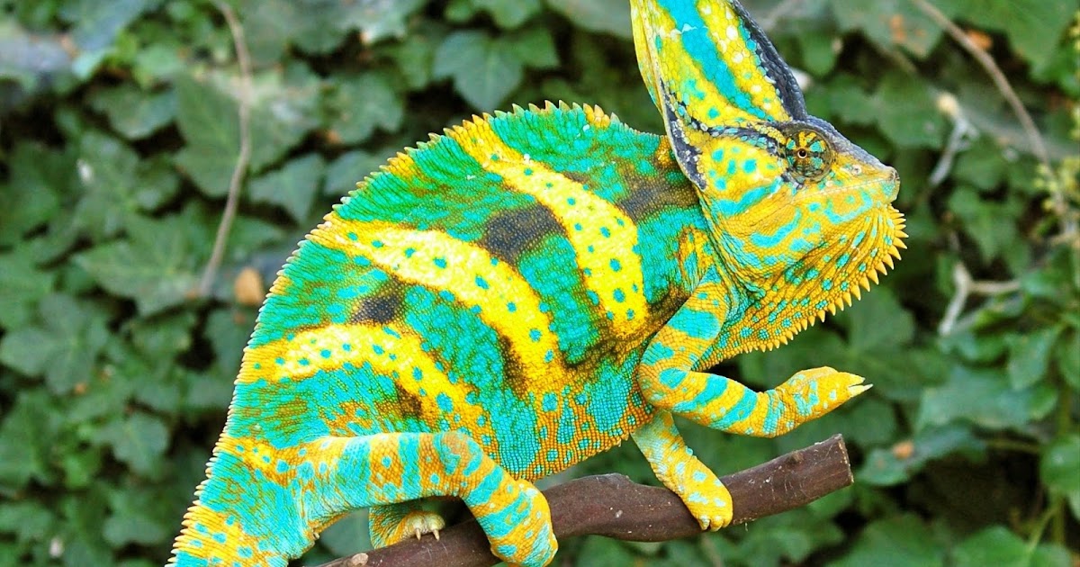 25+ Gambar Hewan Bunglon, Paling Top!