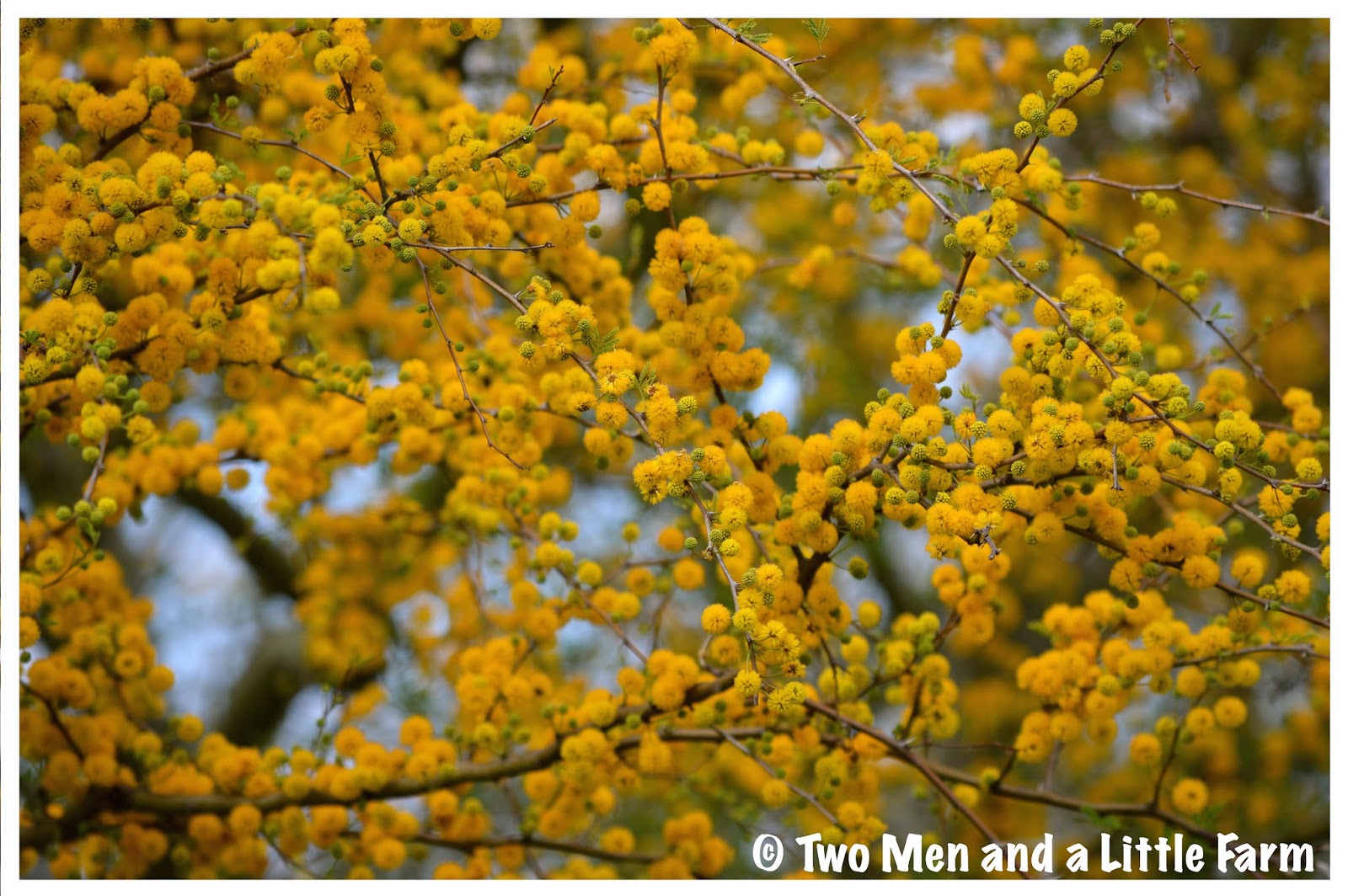 Two Men and a Little Farm: HUISACHE TREES ARE IN BLOOM