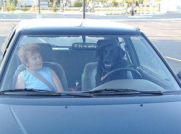 40 Cool dogs driving cars (40 pics) | Amazing Creatures