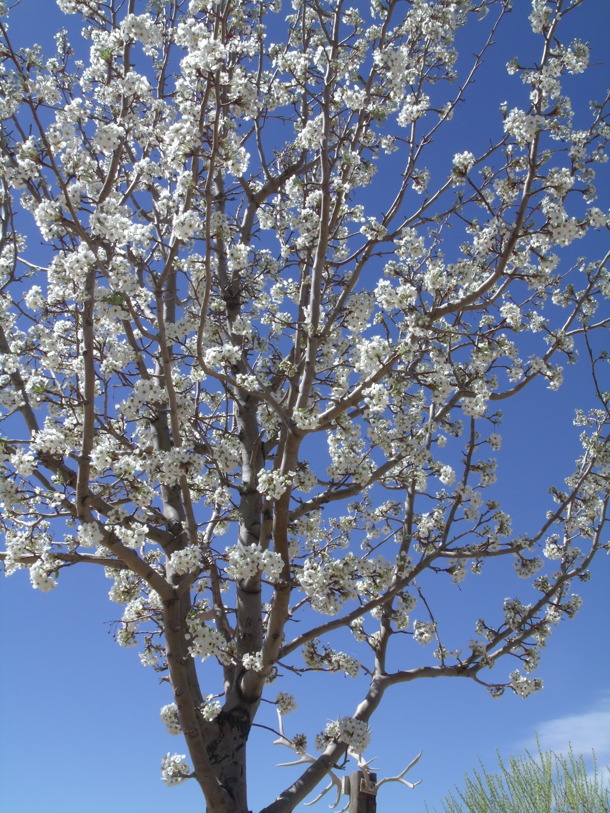 Tumbleweed Crossing: Bradford Pear Tree