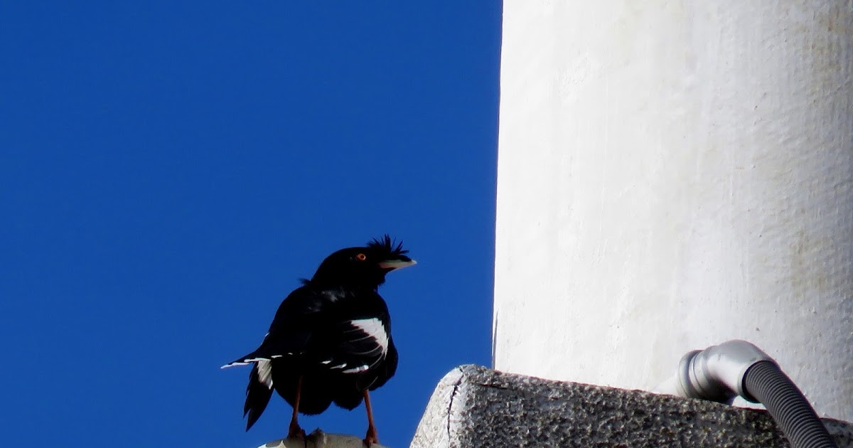 Birding Cascais: Mainato-de-poupa / Crested Myna (Acridotheres ...
