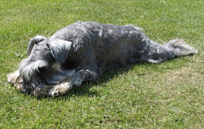 Schnauzer Days: Dog Days and Star Gazing.