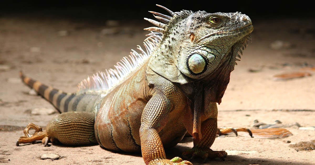 Como cuidar de iguanas