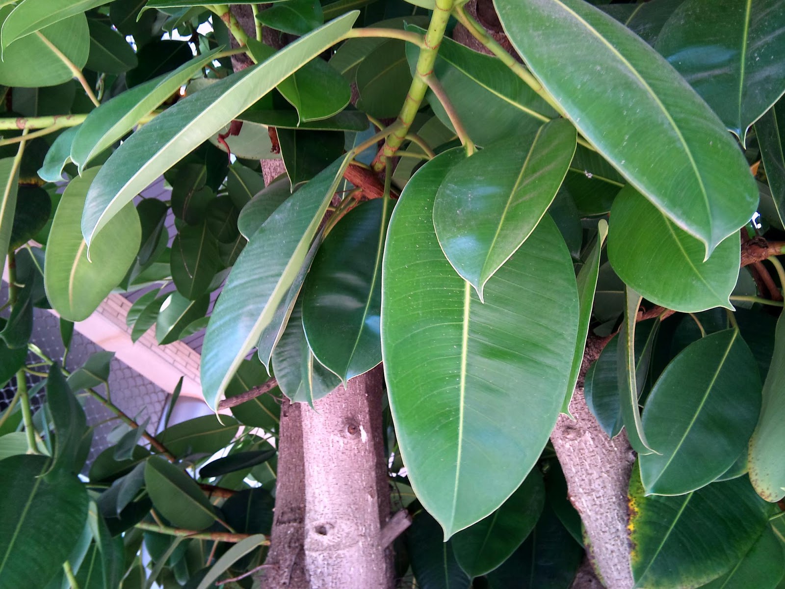 Árboles con alma: marzo 2013