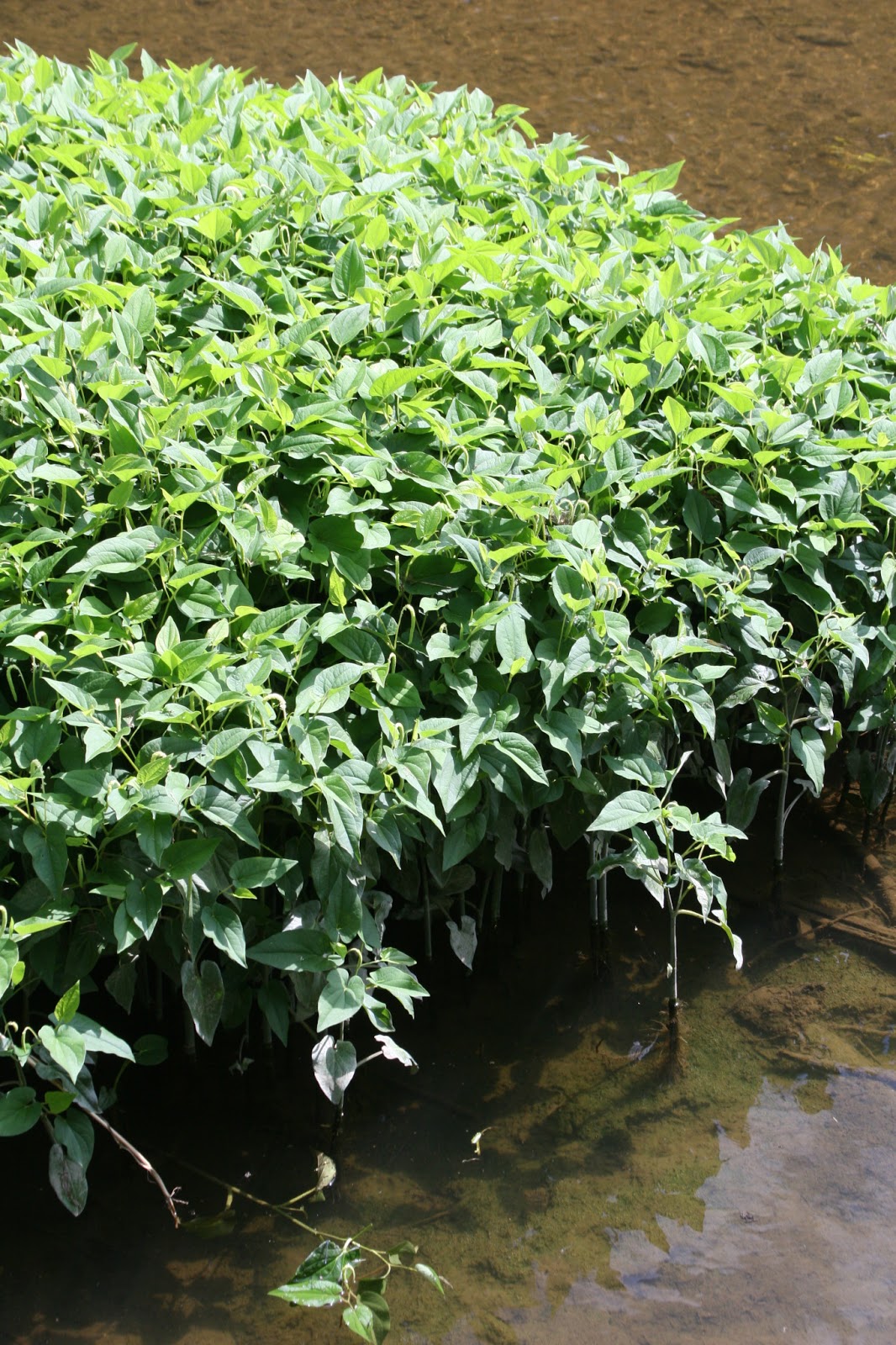 Isabella Conservation District Environmental Education Program: Native ...