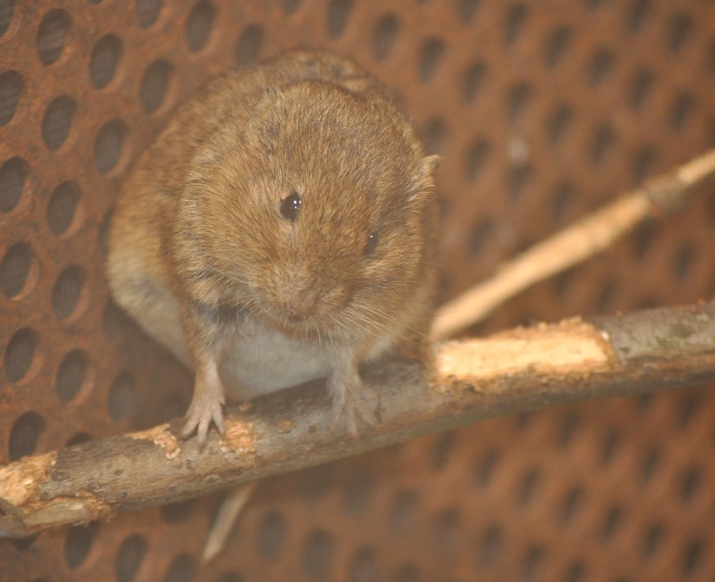 ZOOTOGRAFIANDO (6.100 ANIMALS): LEMMING DE PANTANO NORTEÑO / NORTHERN ...