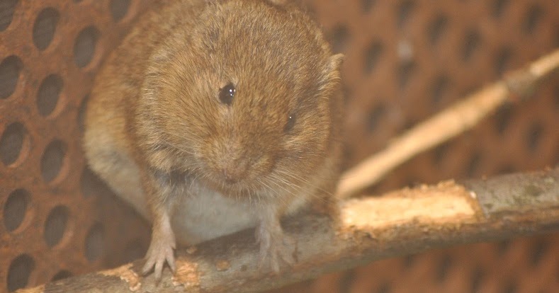 ZOOTOGRAFIANDO (6.100 ANIMALS): LEMMING DE PANTANO NORTEÑO / NORTHERN ...