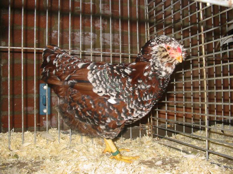 Breed Savers: Russian Orloffs