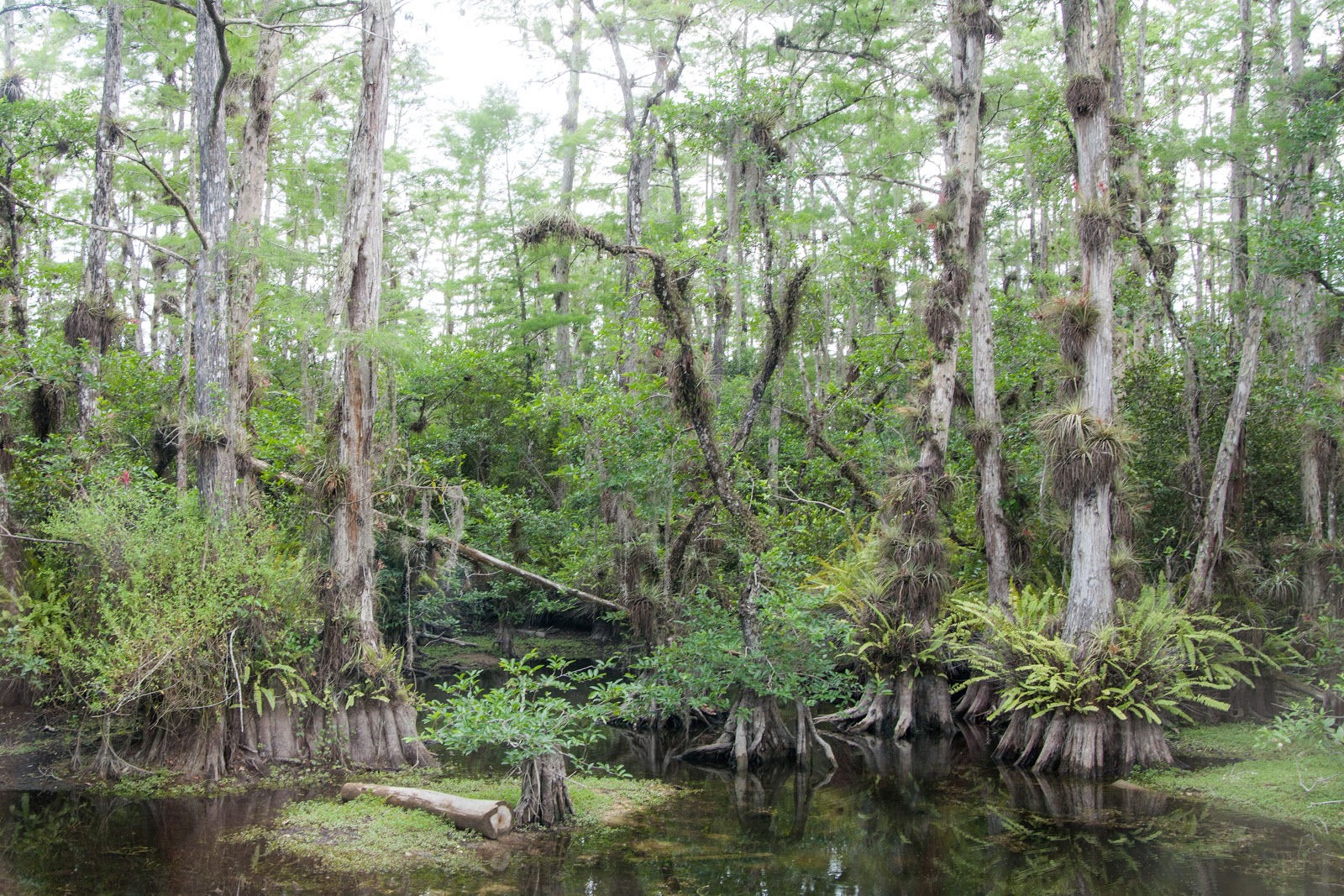 Wet and Wild Swamp Walks in Big Cypress National Preserve - Explore the ...