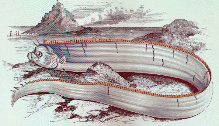 News From the Collections: Sea Serpents Abound....