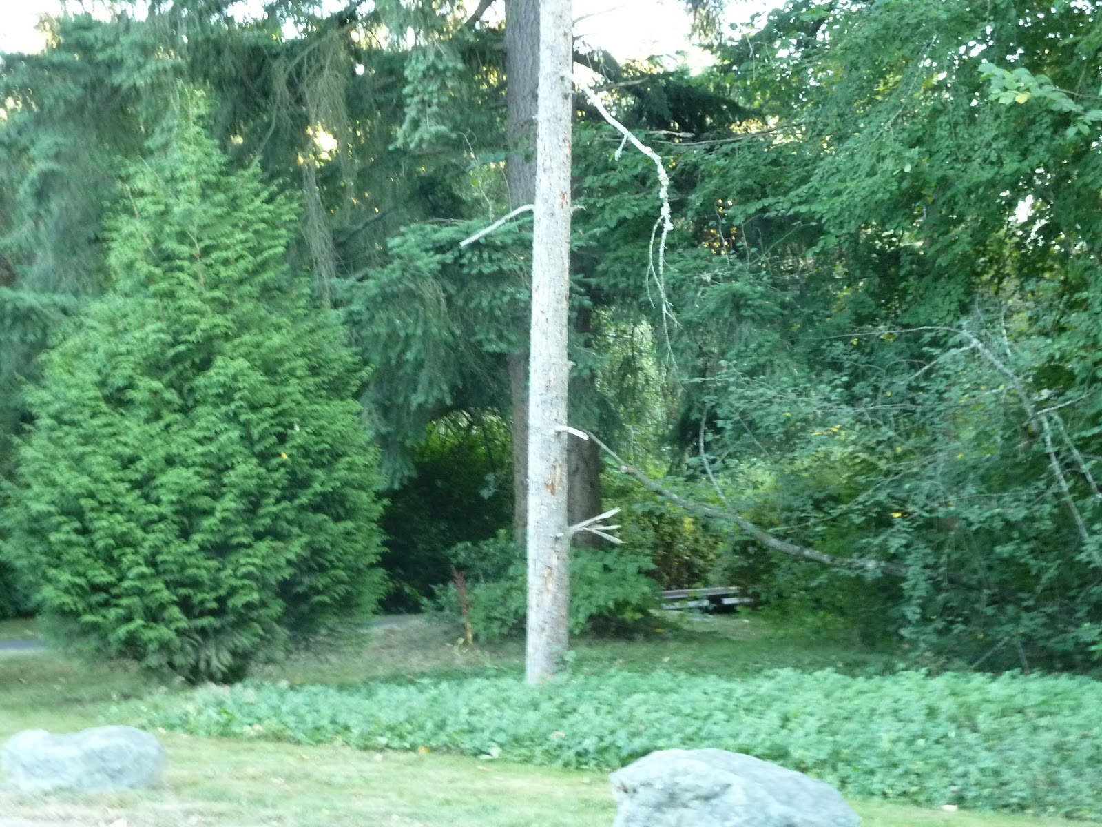 NW Artist: Learning About Life, Art & Spirituality: Cedar Grove Park ...