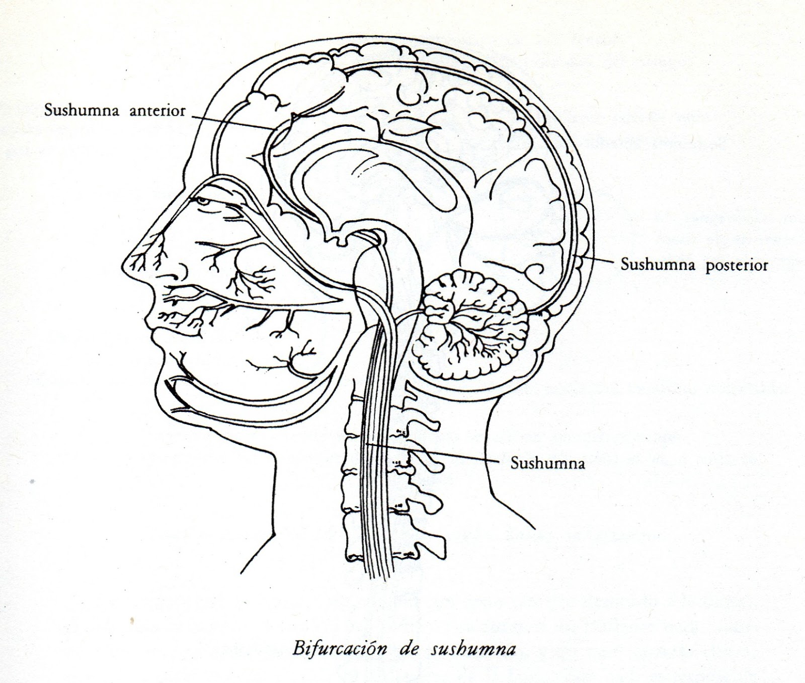 Conciencia Yoga: Nadis Sushumna, Ida y Pingala
