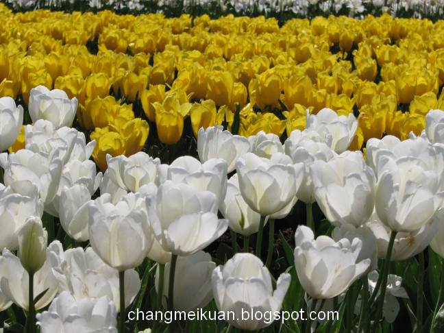 life...: Tasmania trip (Day 2 Story 2) More tulips...