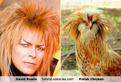 Do the Funky Chicken: 9 Weird Breeds of Chicken | From Home Wealth