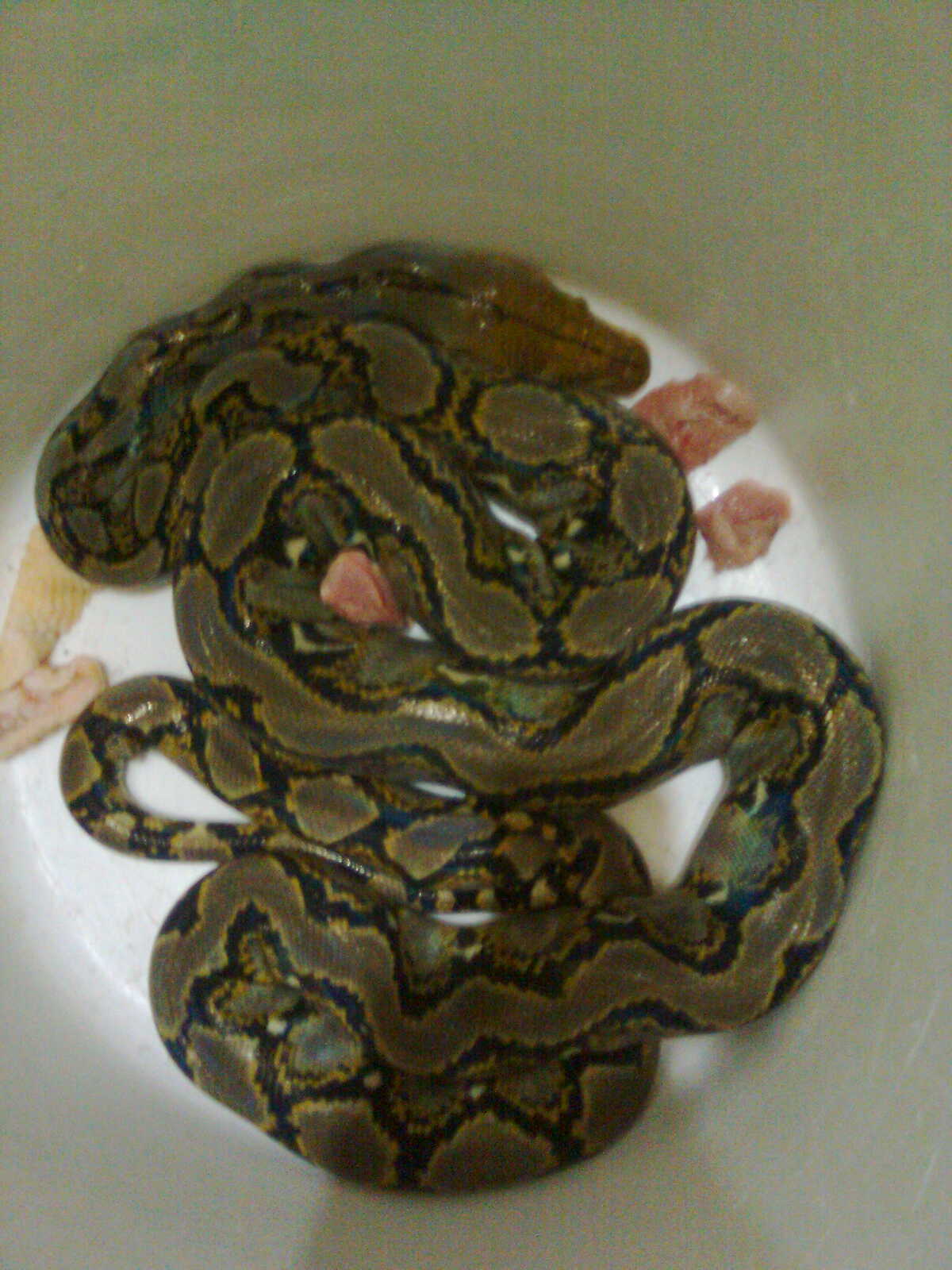 ULAR PHYTON MASUK RUMAH