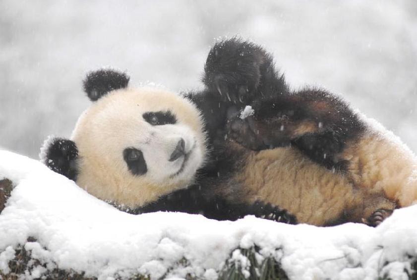 White Wolf : Giant Pandas Play In Snow At Chinese Nature Reserve (VIDEO)