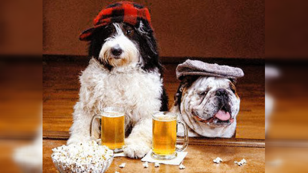 Cerveza para perros | Perros Fotogénicos