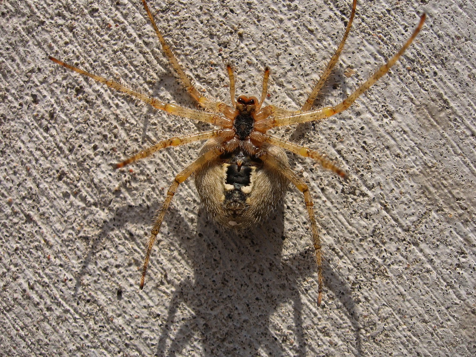 Tangled Web: A Well Known Spider