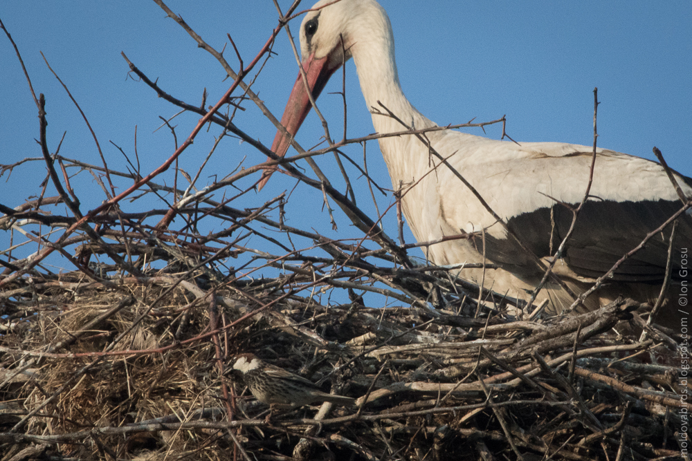 Păsări din Moldova: #183. Vrabia negricioasă