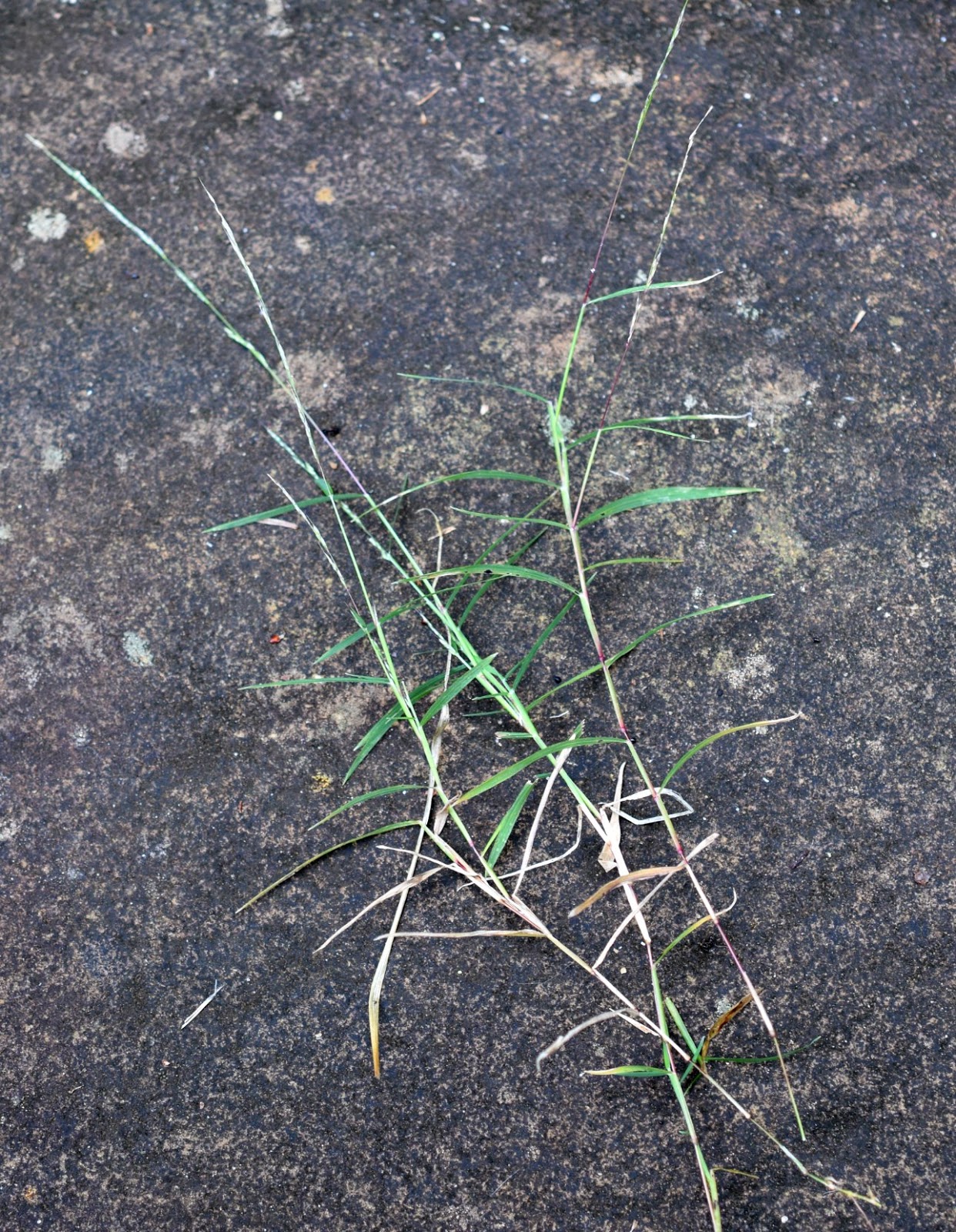 Using Georgia Native Plants: Muhly Madness