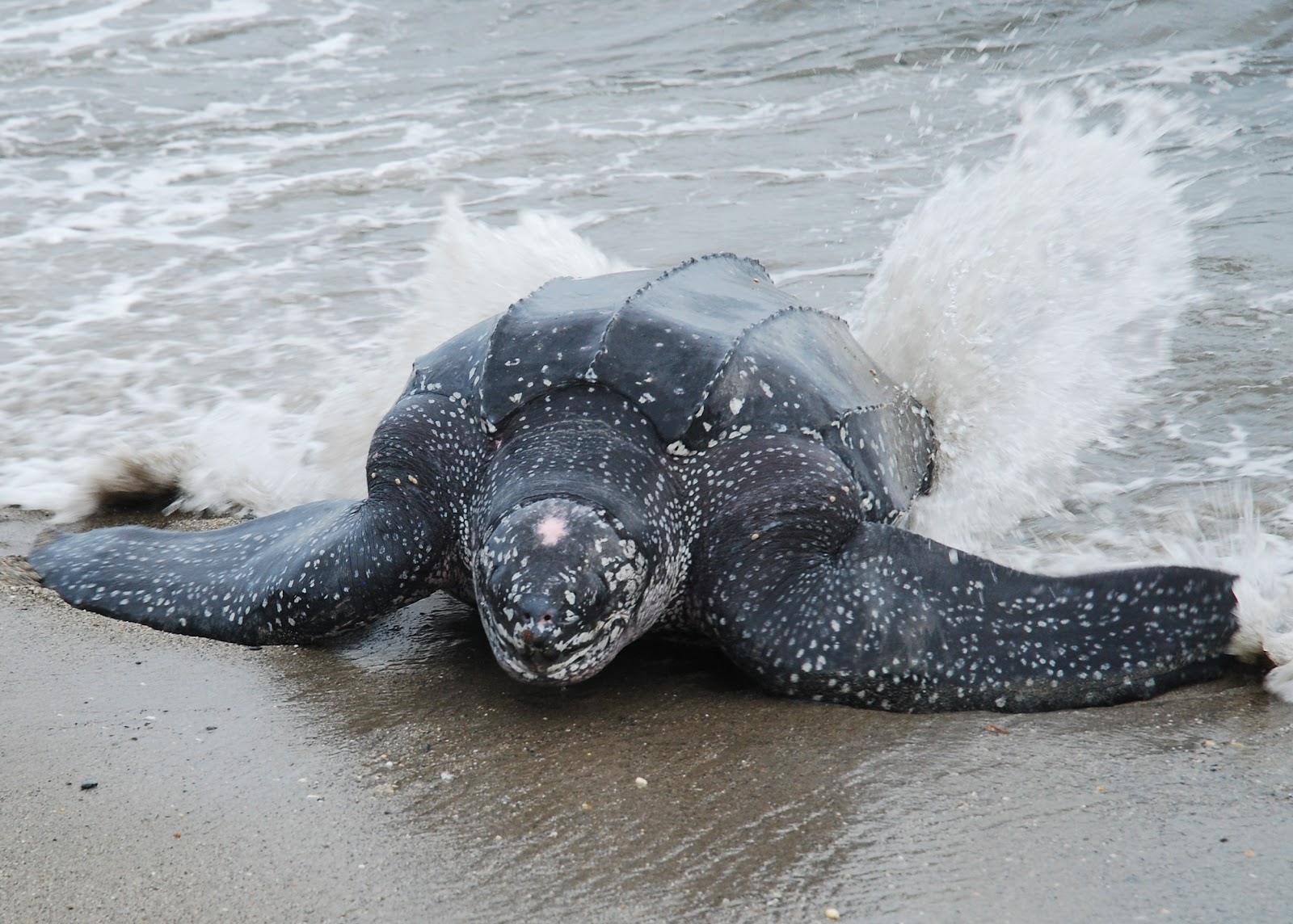 I be limin': Leatherback turtle nesting at Grande Riviere