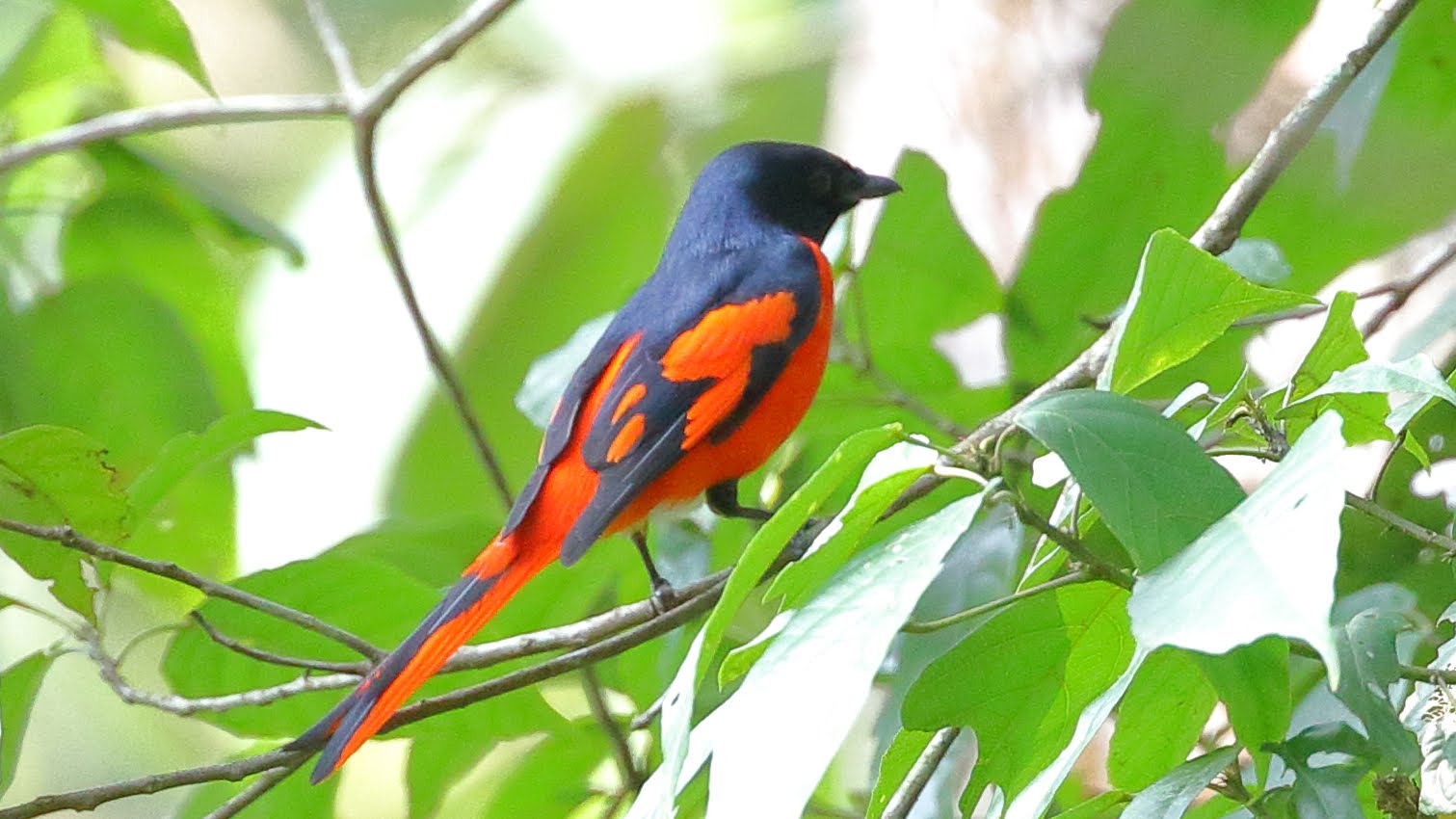 Birding ! Driving ! Soul-searching !: Minivet