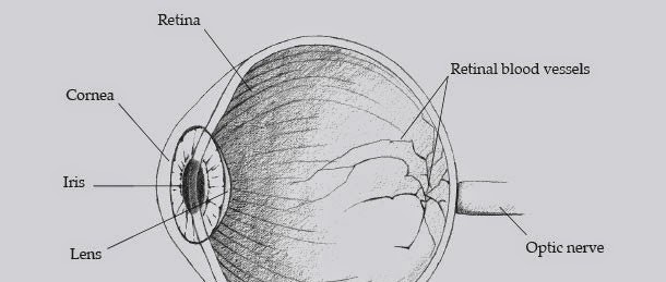Biometricos: Biometría de iris vs retina