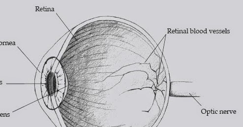 Biometricos: Biometría de iris vs retina