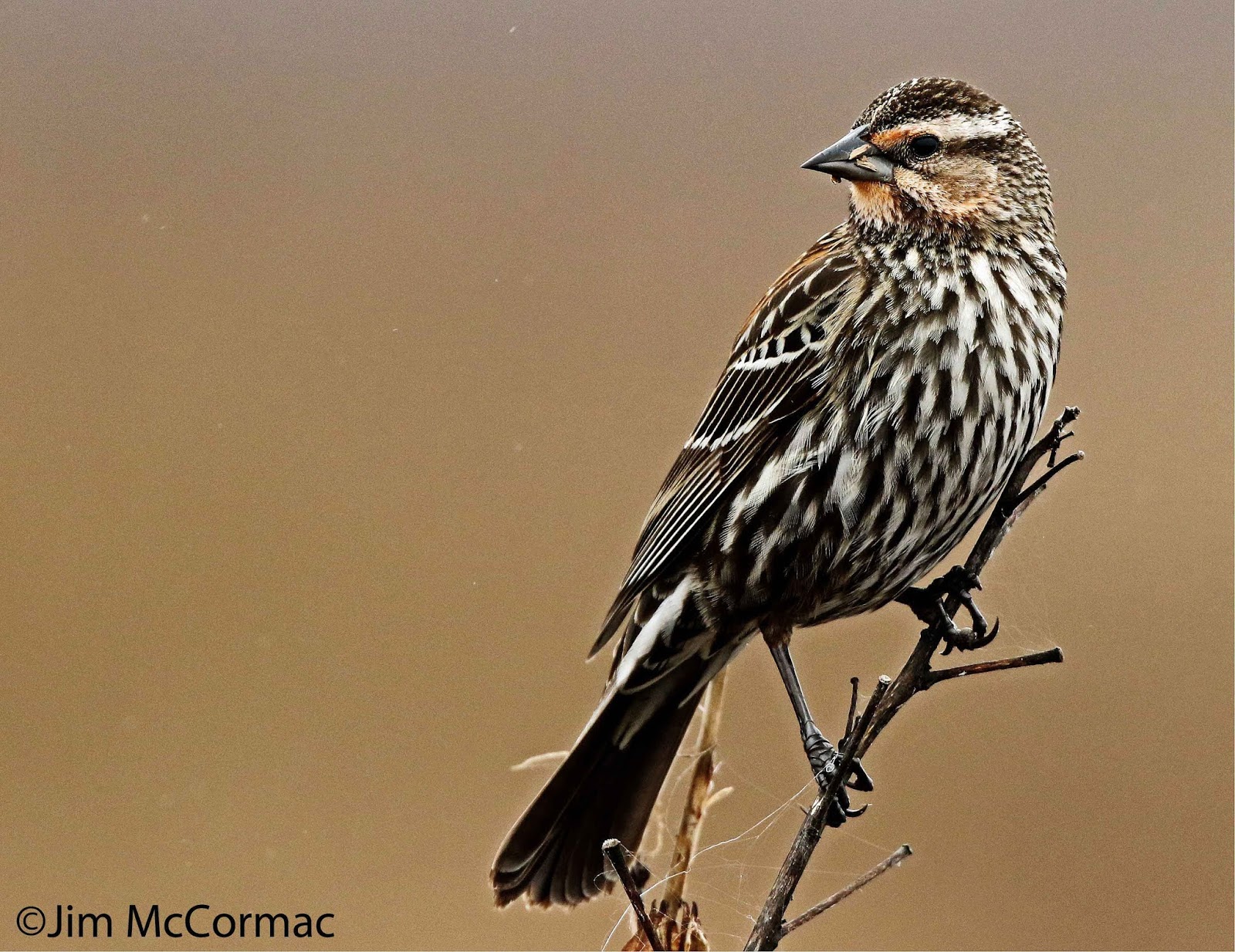 Ohio Birds and Biodiversity: One of my favorite birds, Agelaius phoeniceus