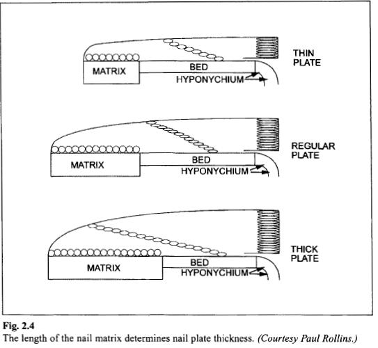 Acrylic Nail Designs: Direction of Nail Growth and Thickness