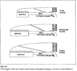 Acrylic Nail Designs: Direction of Nail Growth and Thickness