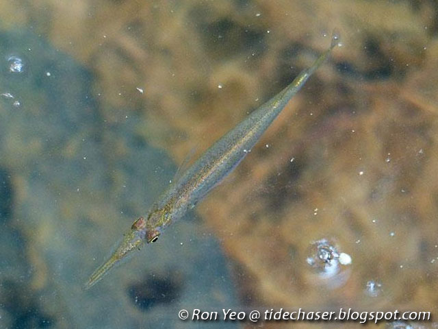 tHE tiDE cHAsER: Freshwater Ray-finned Fishes of Singapore