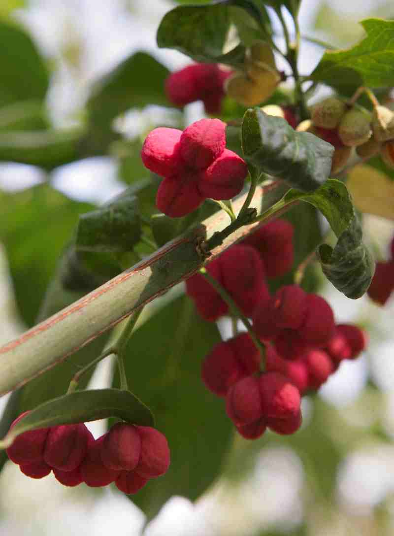 Trees Planet: Euonymus europaeus - European Spindle Tree