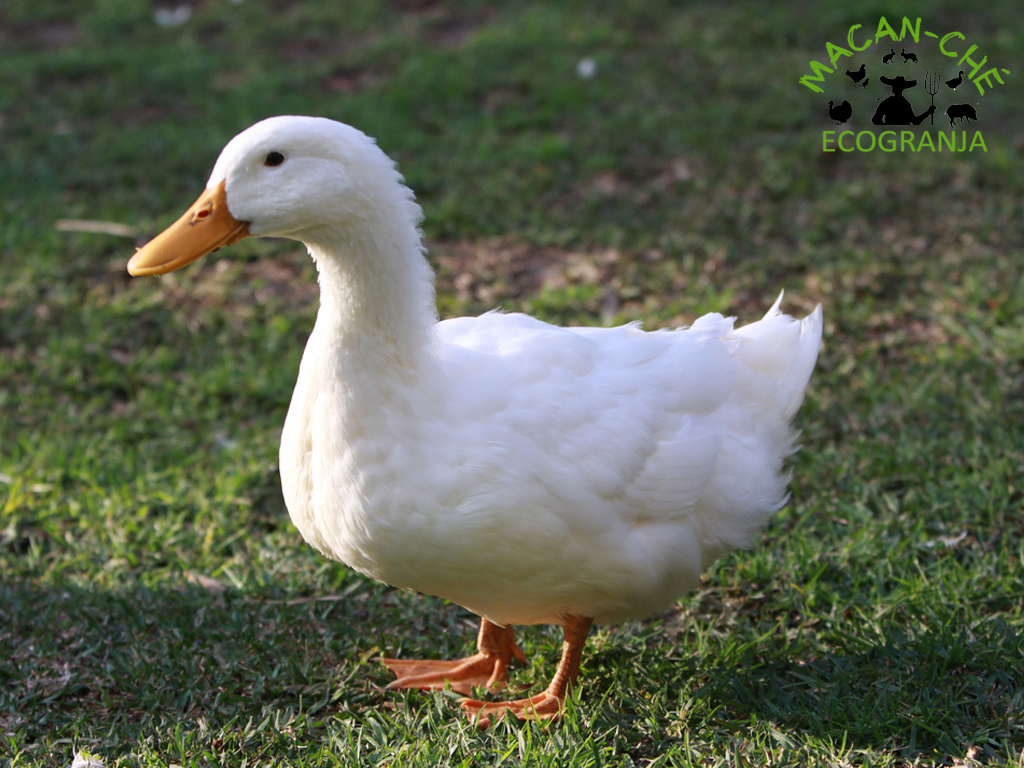 patrimonio libertad: patrimonio