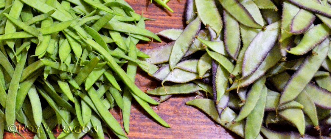 dinengdeng/baradibud a kamangeg, samsamping, parda ken kabatiti; wild ...